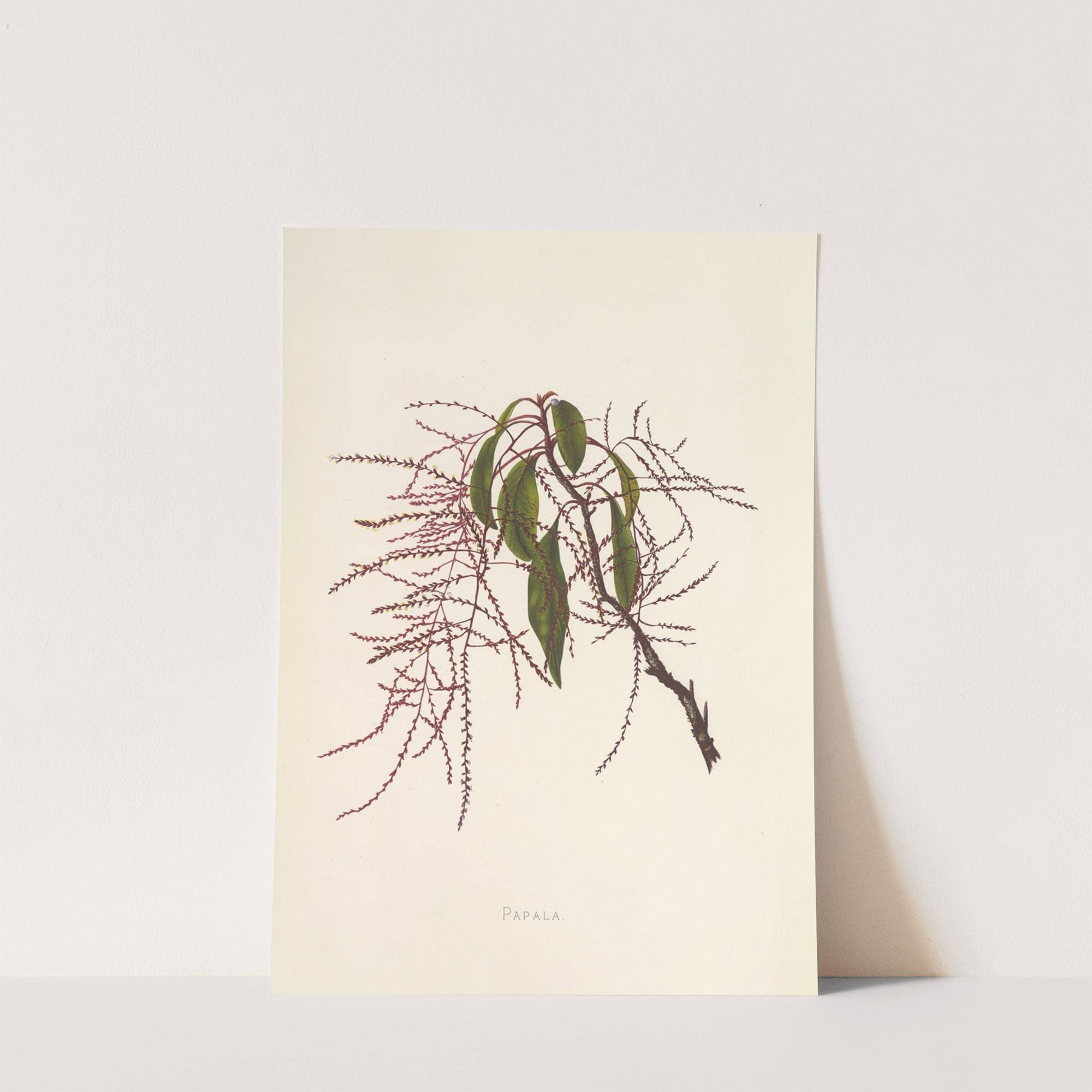 Papala (1885) – ArtworkCulture